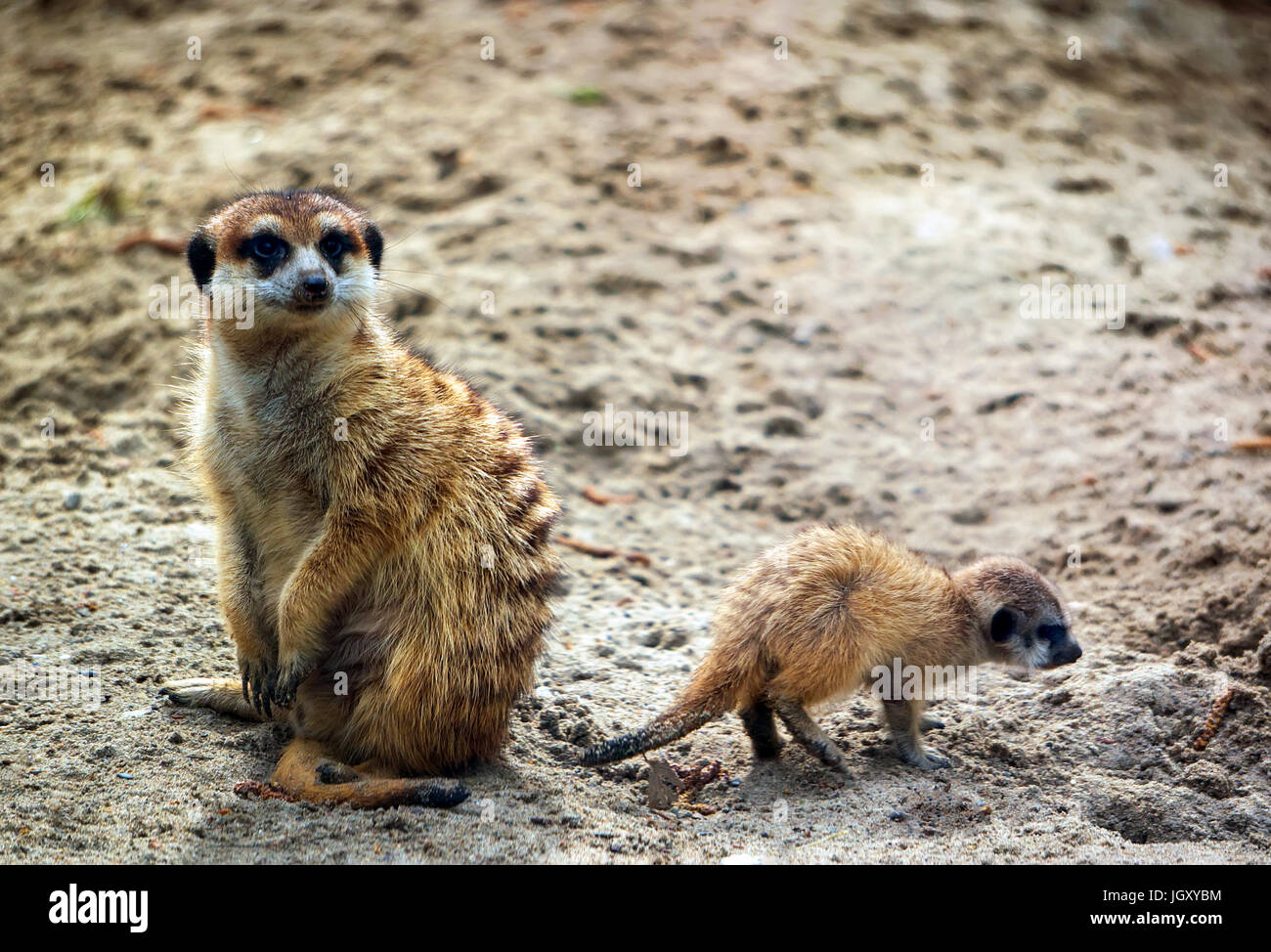 Meerkat, Suricata suricatta, also known as the suricate with a baby ...