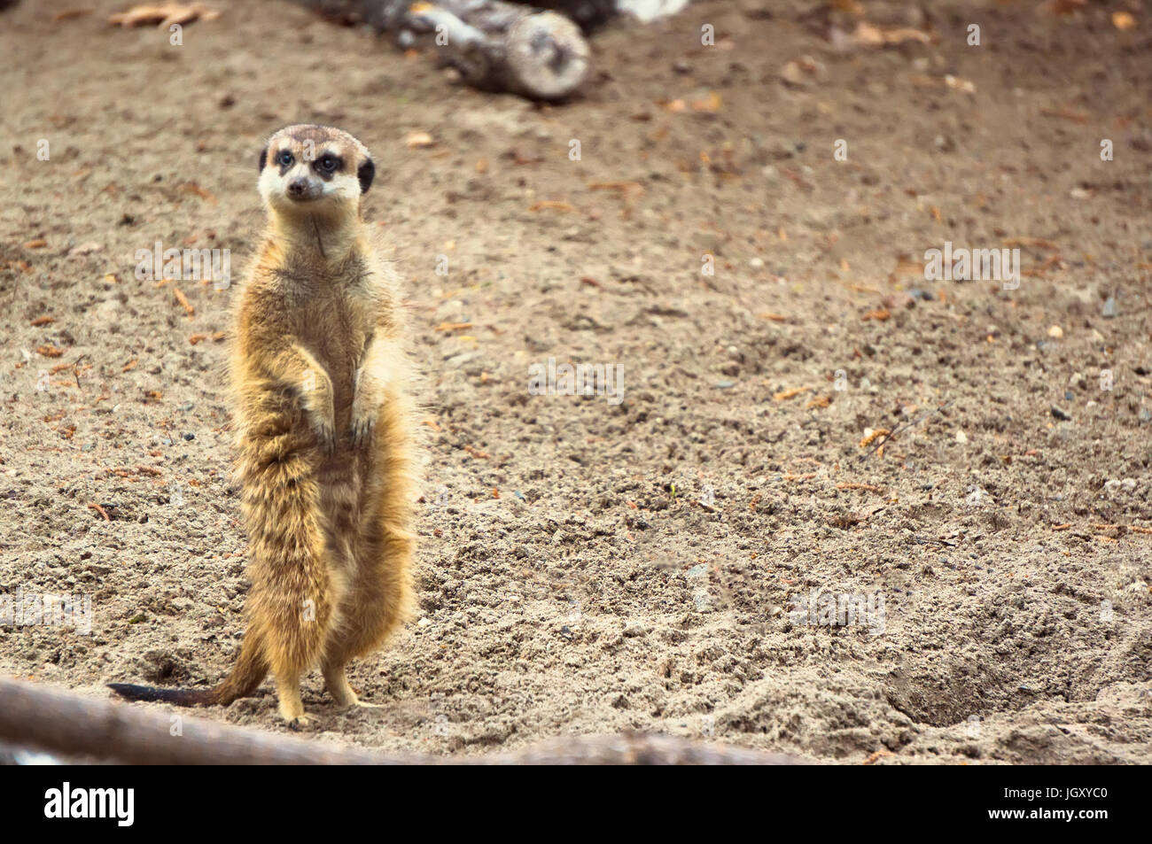 Meerkat stands hi-res stock photography and images - Alamy