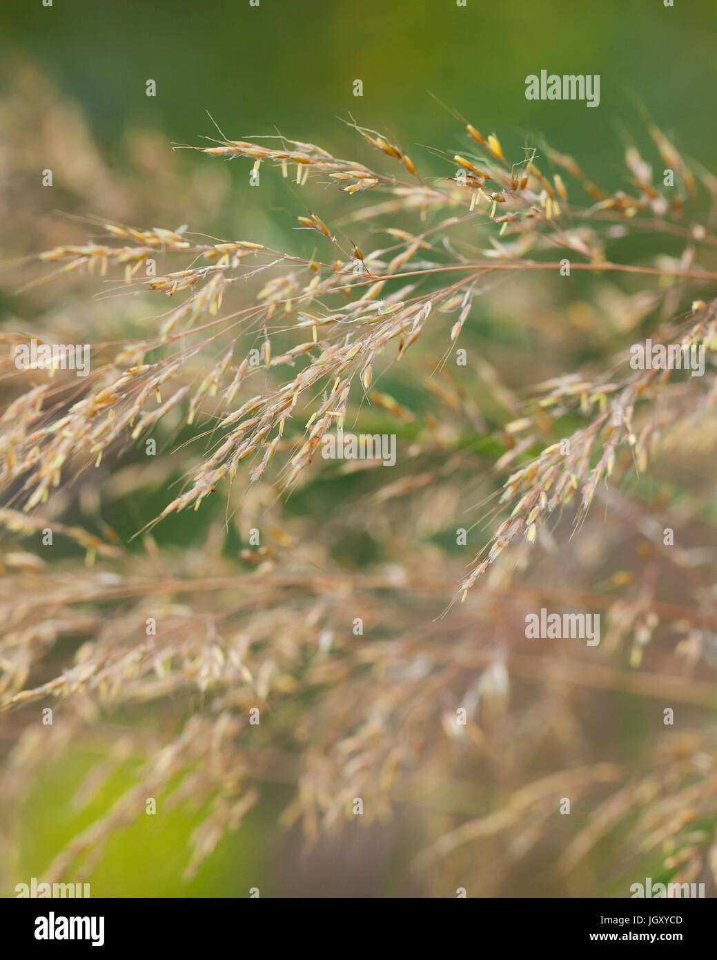 Grass seeds on stalk - USA Stock Photo - Alamy