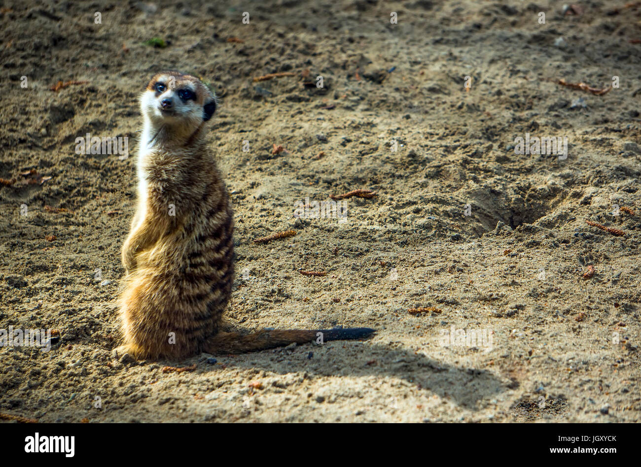 Meerkat or Suricate in the zoo. A frightened meerkat stands on the sand ...
