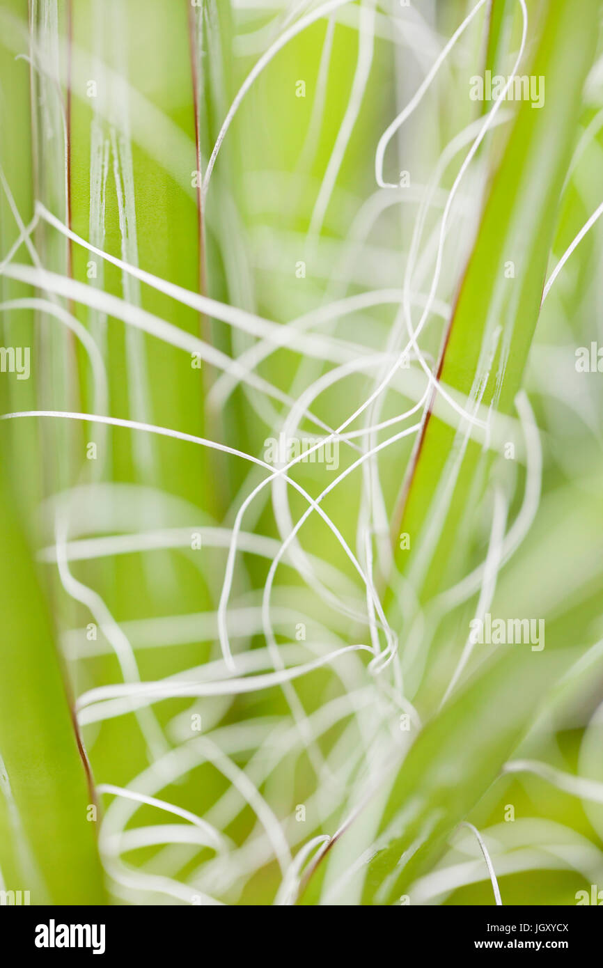 Yucca plant leaves showing fiber (natural yucca fiber, plant fiber ...