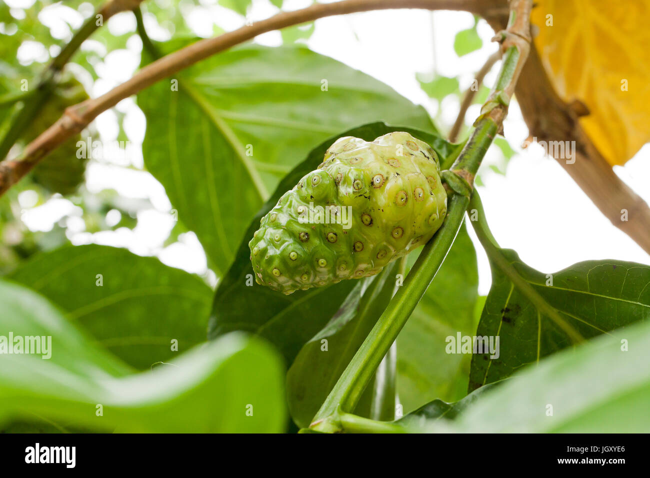 Noni fruit on tree (Morinda citrifolia) aka great morinda, Indian ...
