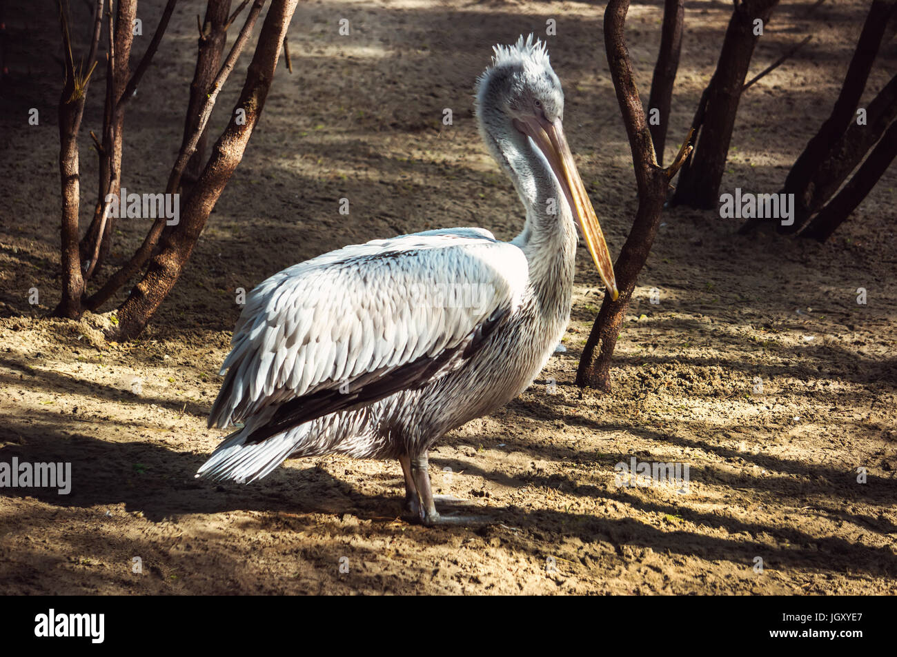 Cute pelican in zoological garden. Angry Pelican with a sad face walks ...