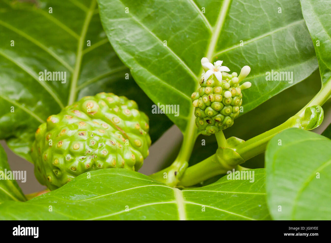 Indian mulberry hi-res stock photography and images - Alamy