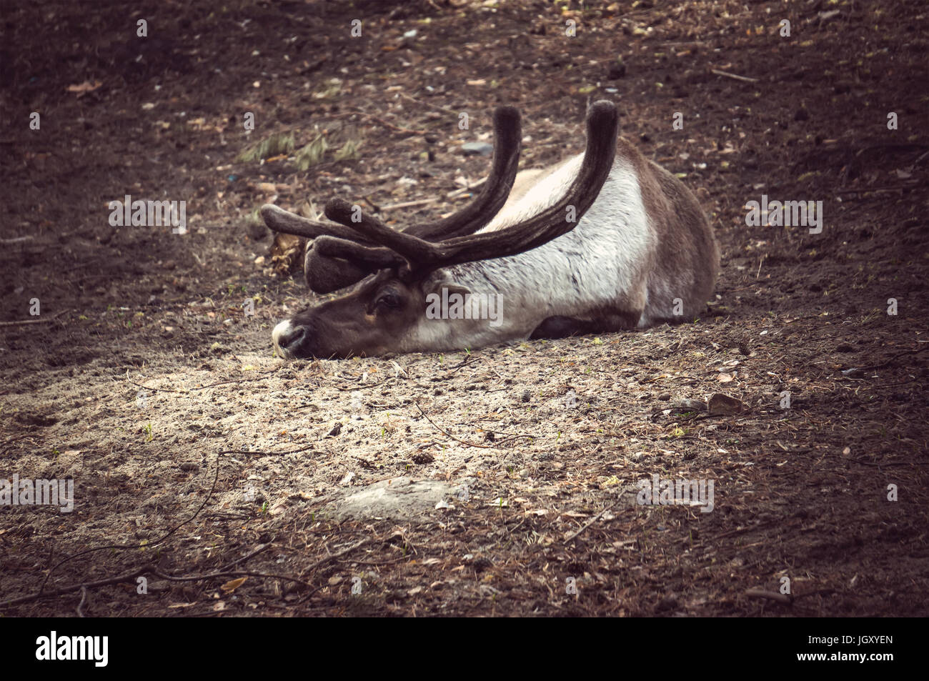 Reindeer with large horns lying on the ground. The carcass of a ...