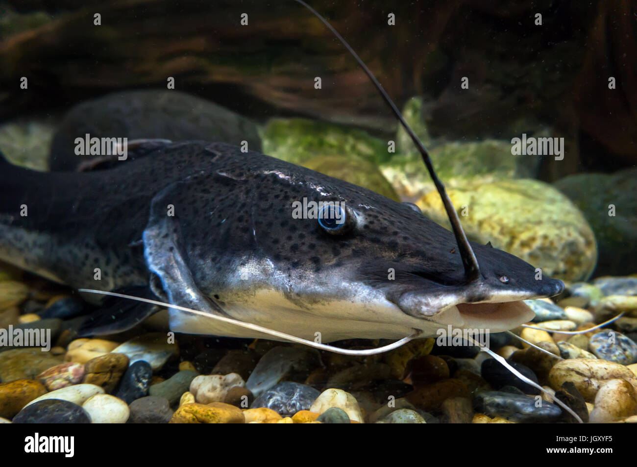 Sheatfish hi-res stock photography and images - Alamy