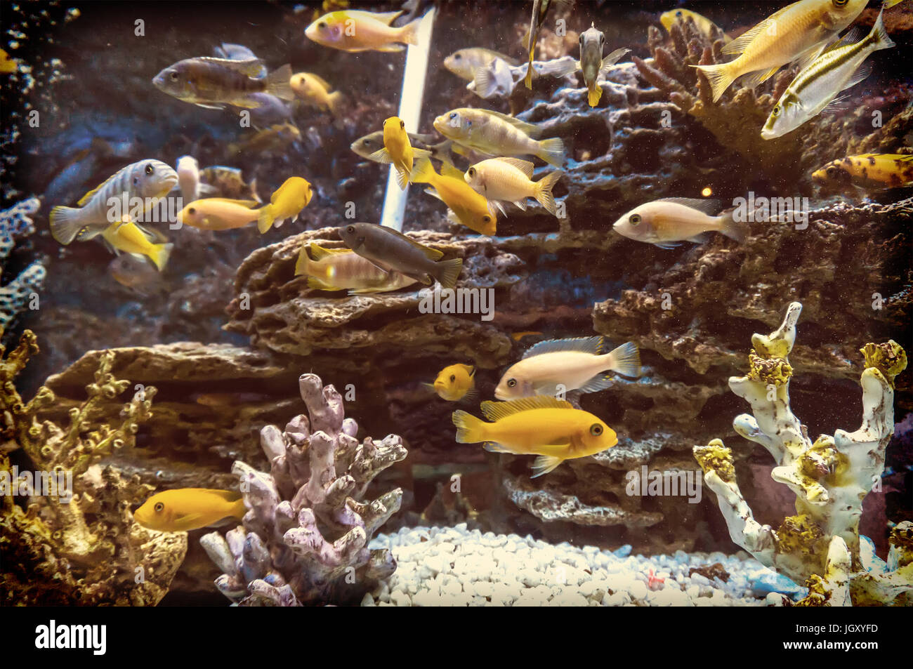 fish in an aquarium on a blue background. Many small fish swimming in ...