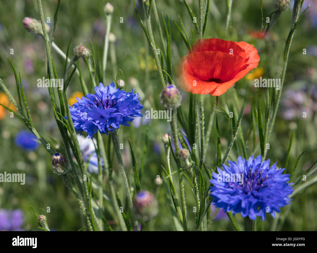 A Summer Meadow of Wild Flowers Stock Photo - Alamy