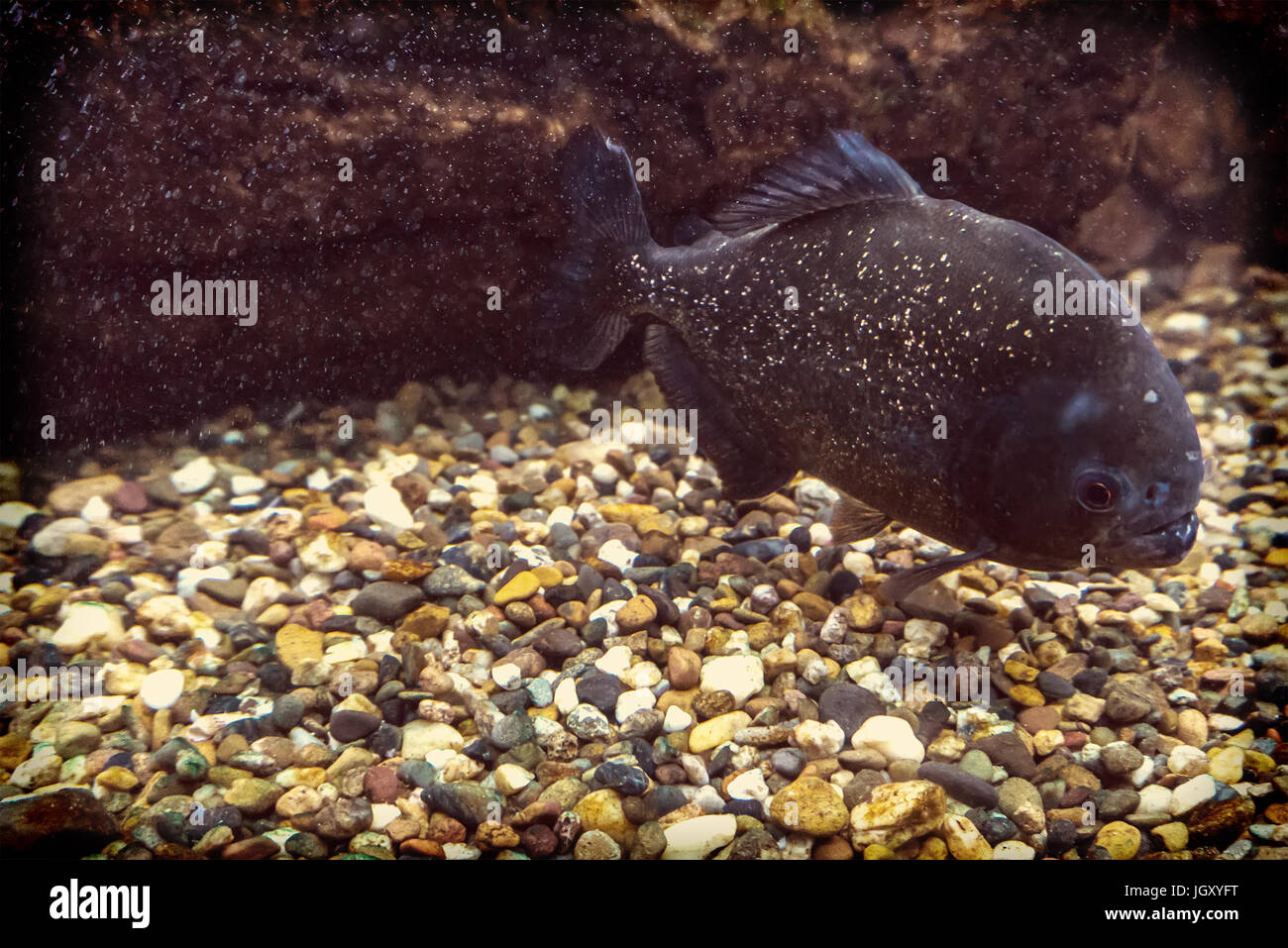 Piranha swims underwater on the bottom of the river on a background of ...