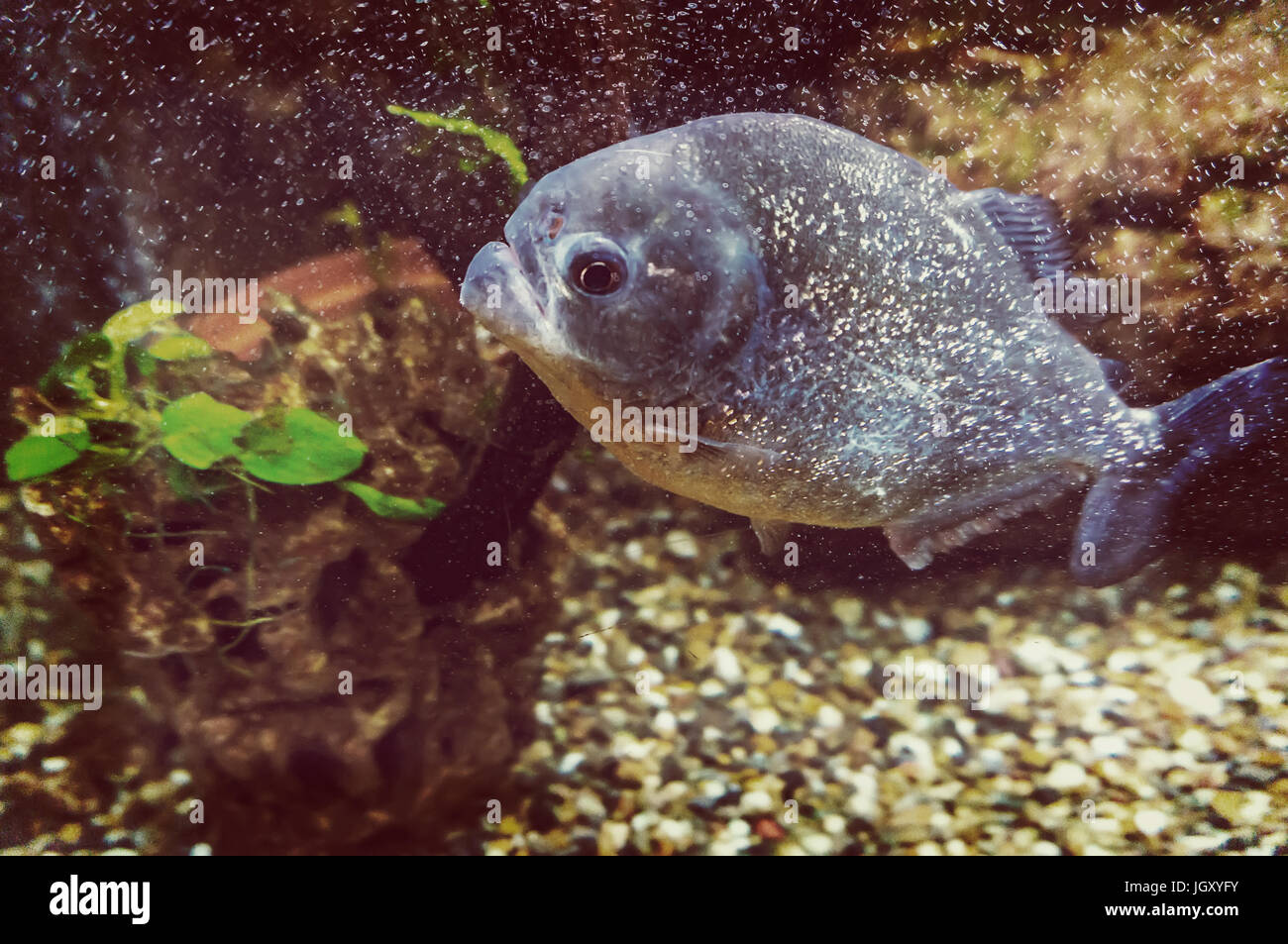 Piranha swims under water on a background of rocks and algae in the ...