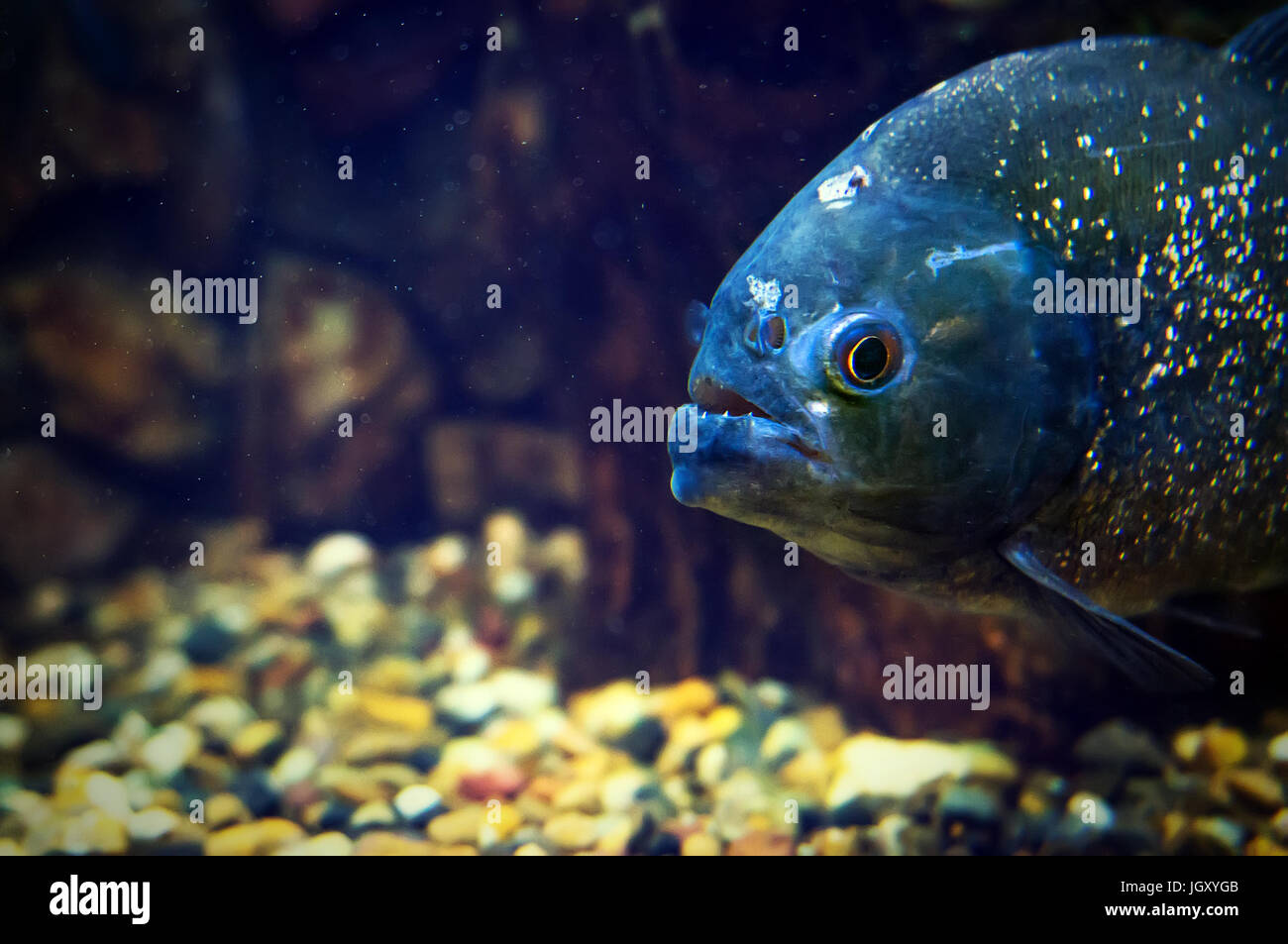 Fish in its environment hi-res stock photography and images - Alamy