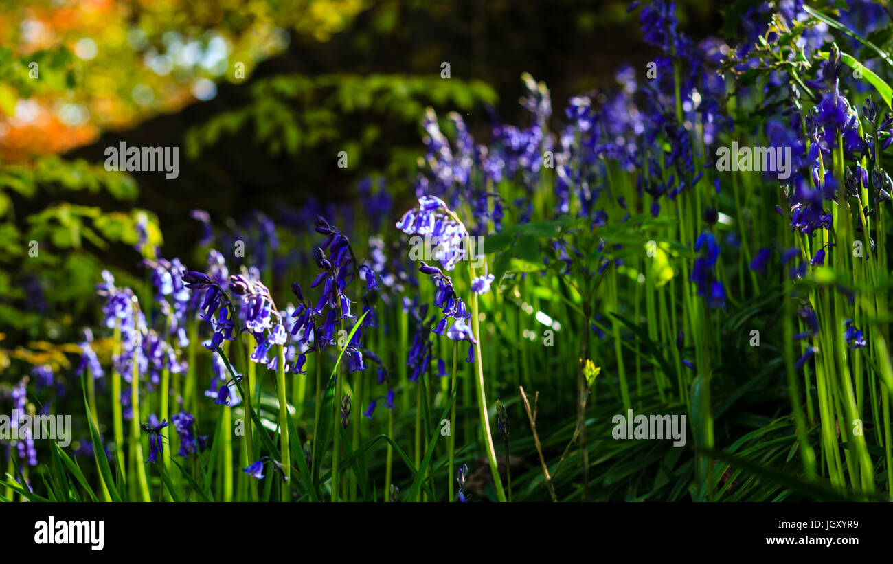 Bluebells in may west woods hi-res stock photography and images - Alamy