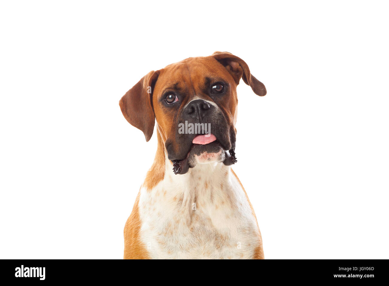 Close up view adorable boxer hi-res stock photography and images - Alamy