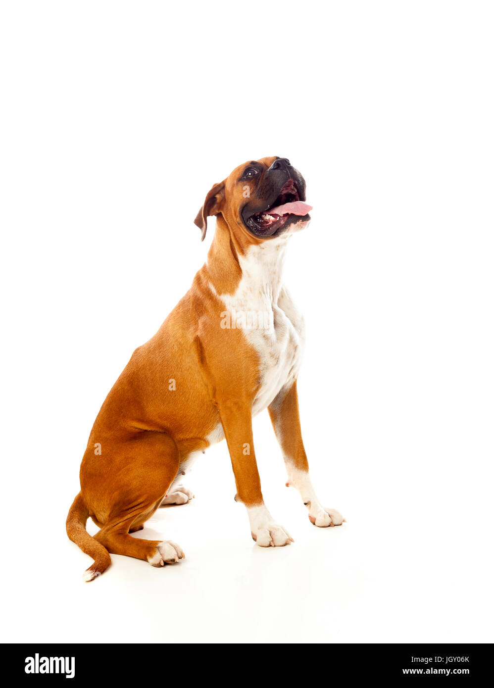Beautiful boxer Cut Out Stock Images & Pictures - Alamy