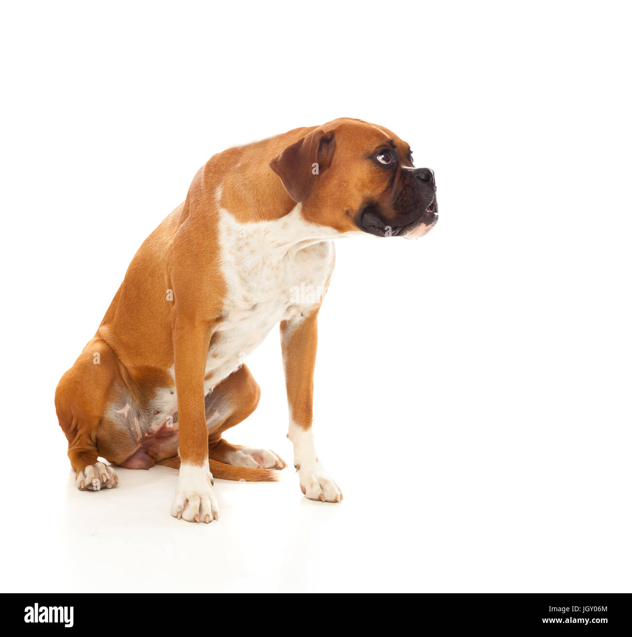Beautiful boxer dog isolated on a white background Stock Photo - Alamy