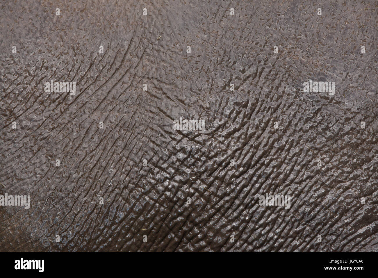 Elephant skin texture hi-res stock photography and images - Alamy