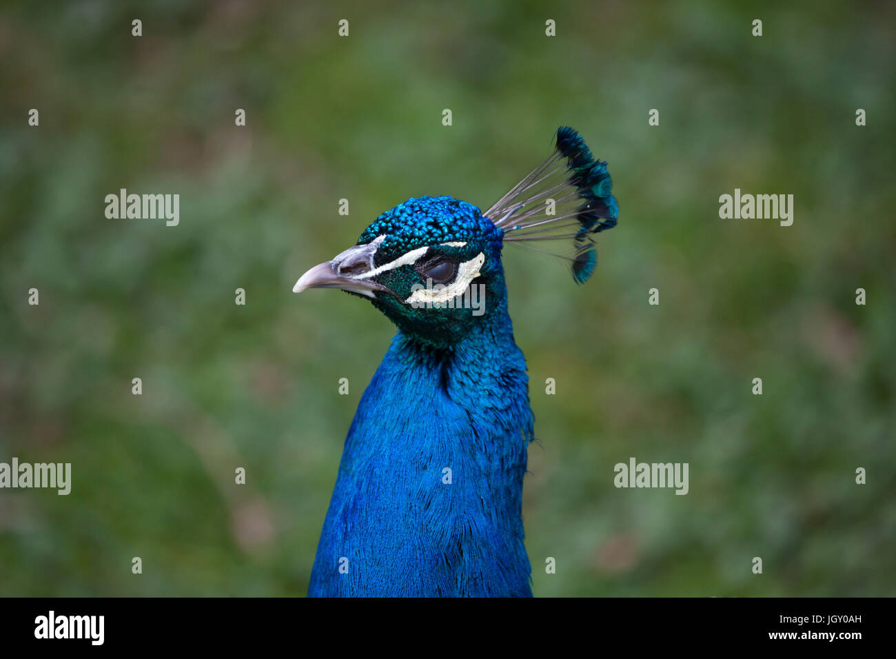 Indian peafowl (Pavo cristatus), also known as the blue peafowl Stock ...