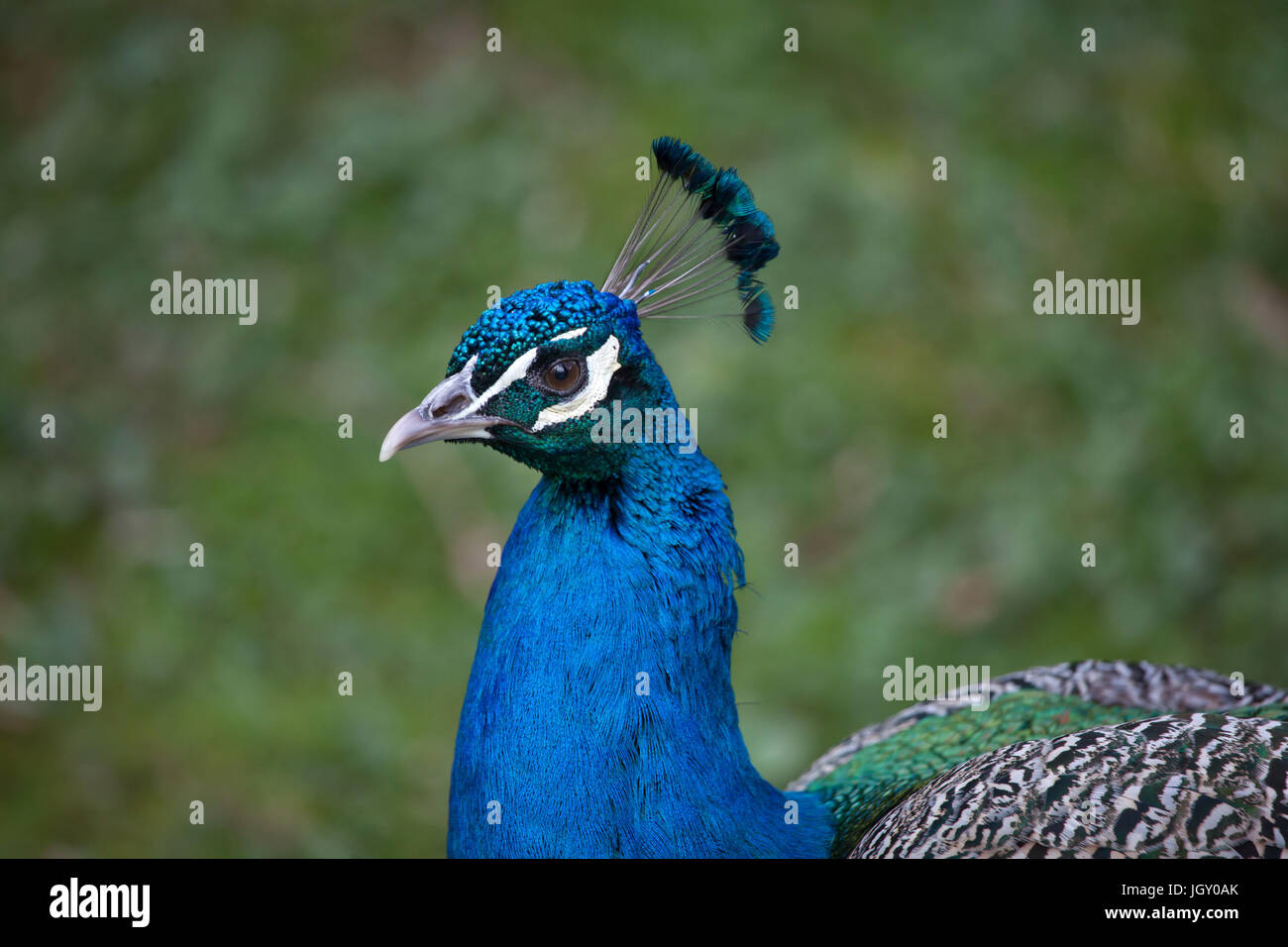 Indian peafowl (Pavo cristatus), also known as the blue peafowl Stock ...