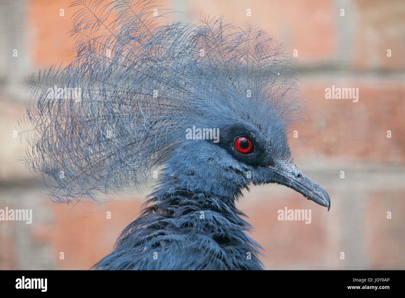 Western crowned pigeon (Goura cristata), also known as the blue crowned ...