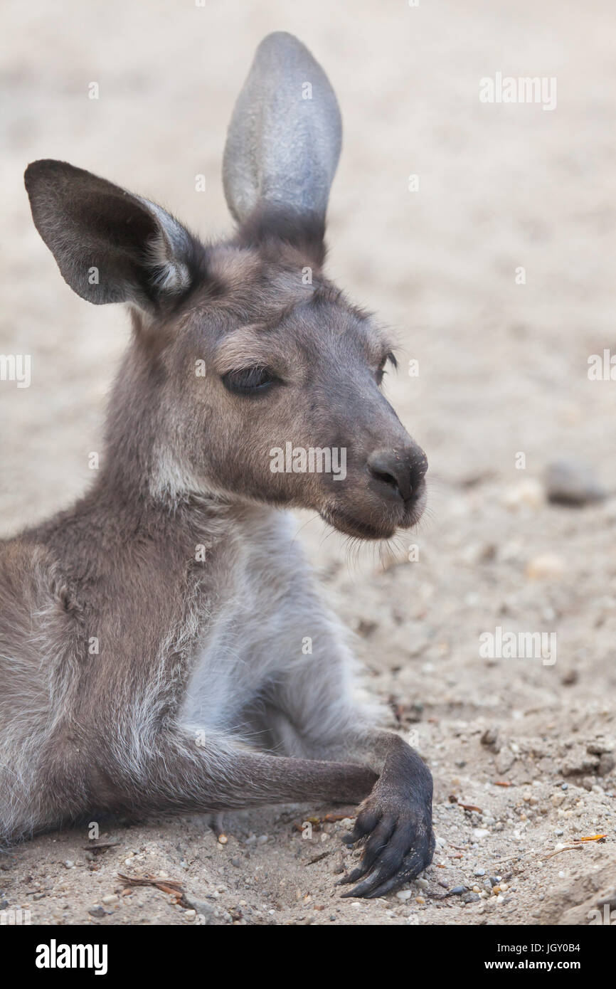 Black faced kangaroo hi-res stock photography and images - Alamy