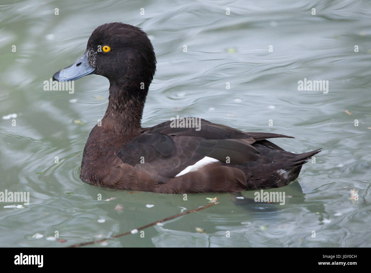 Tufted duck (Aythya fuligula). Wild life animal Stock Photo - Alamy