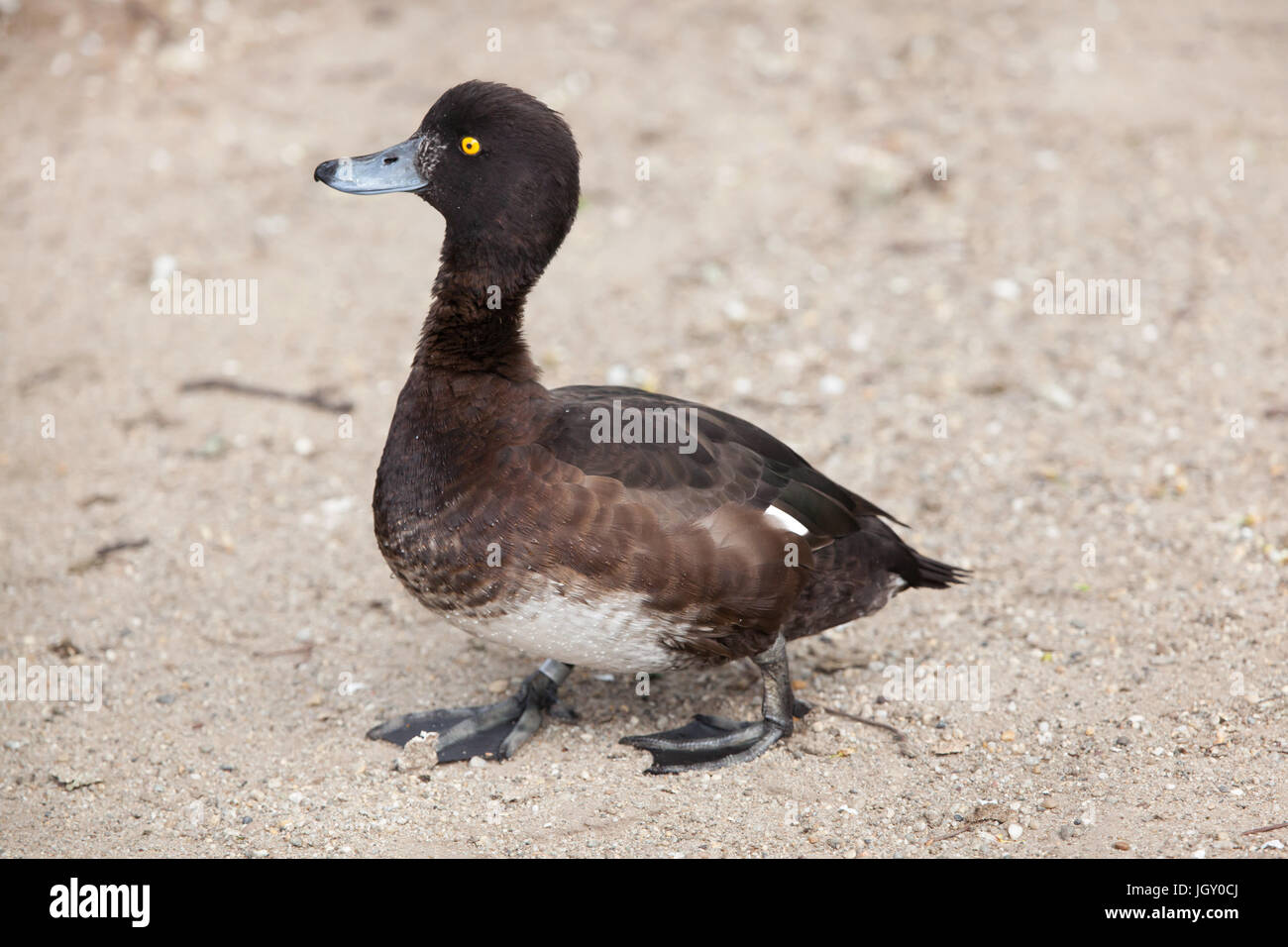 Tufted duck photo hi-res stock photography and images - Alamy