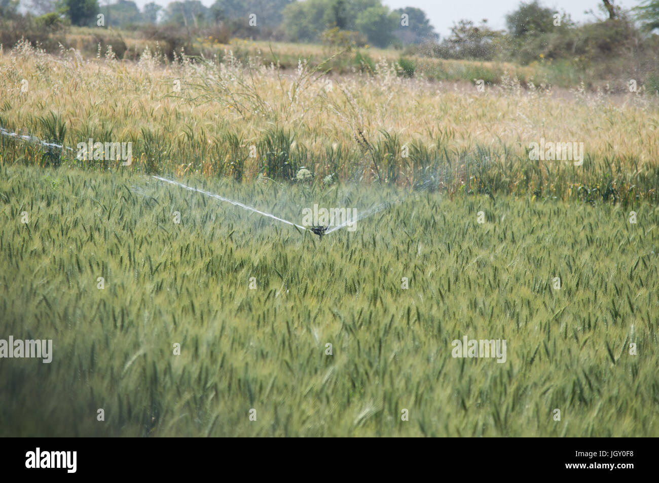 Wheat Crop Farming Stock Photo - Alamy