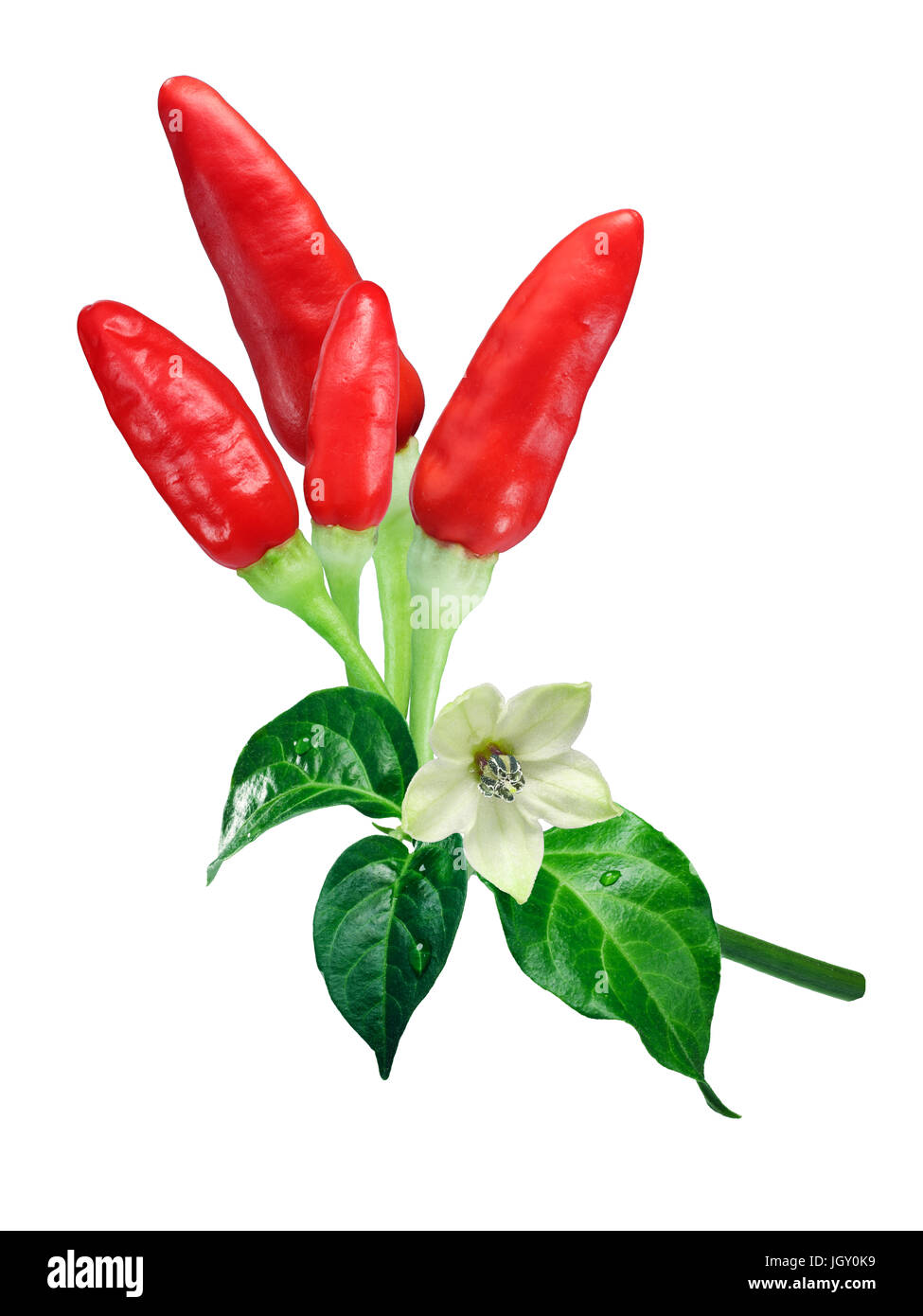 Capsicum frutescens tabasco hi-res stock photography and images - Alamy