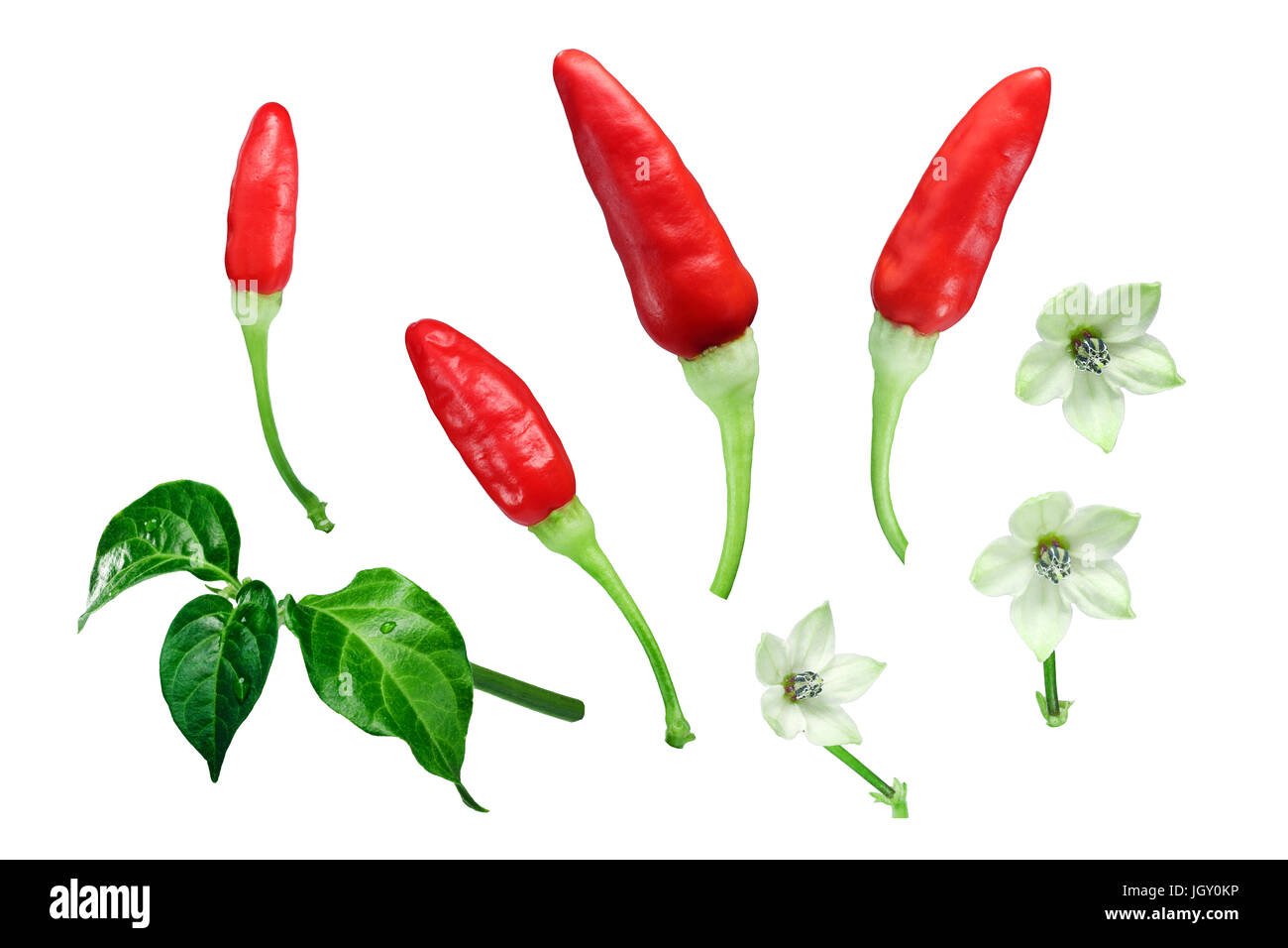 Tabasco chile peppers (Capsicum frutescens) with leaves and flowers ...