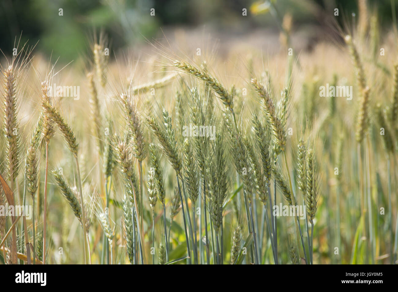 Wheat Crop Farming Stock Photo - Alamy