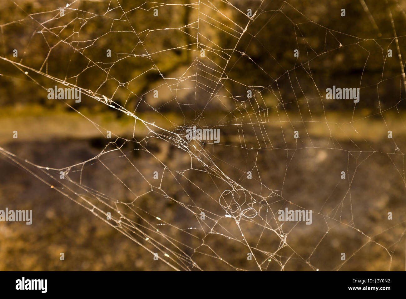 Tangled web hi-res stock photography and images - Alamy