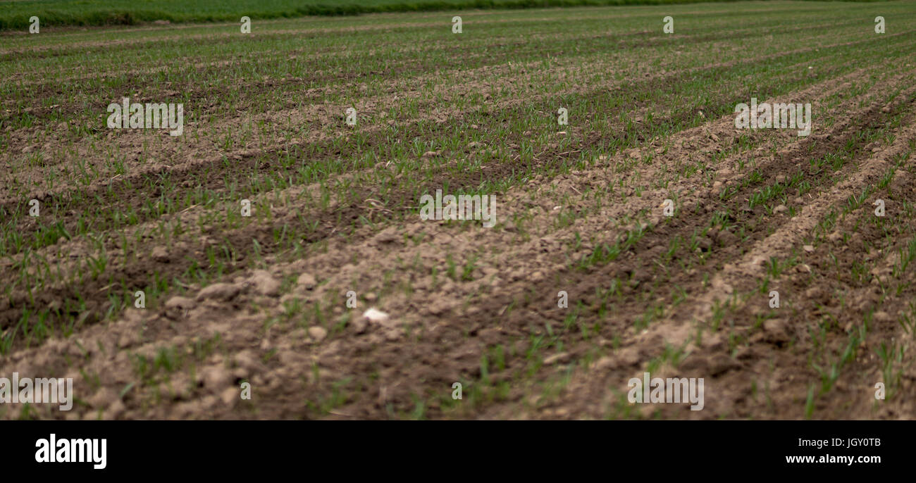 field at the beginning of spring with small wheat Stock Photo - Alamy