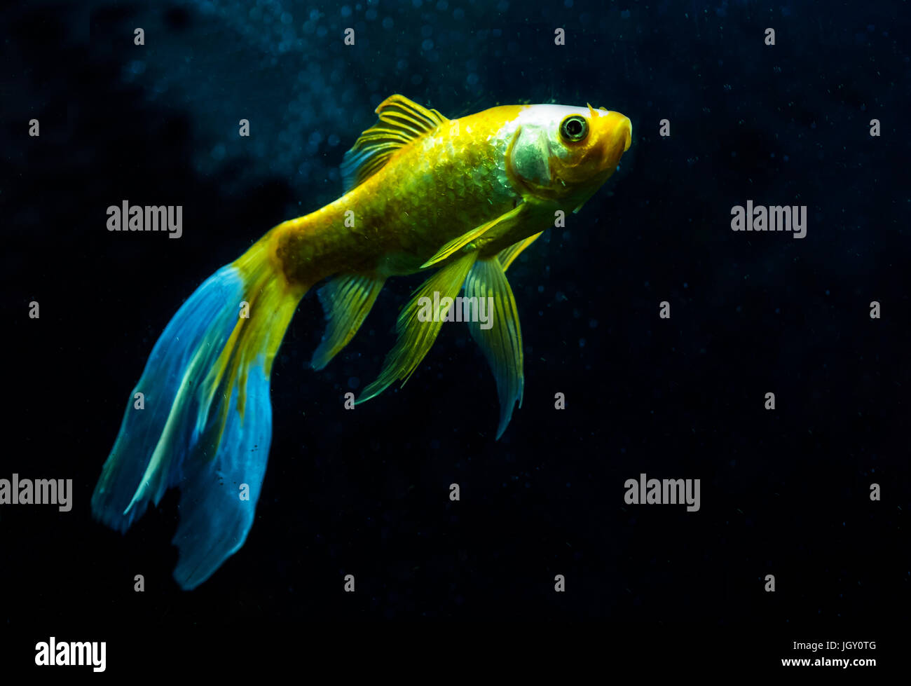 Tropical fish in the aquarium Stock Photo - Alamy