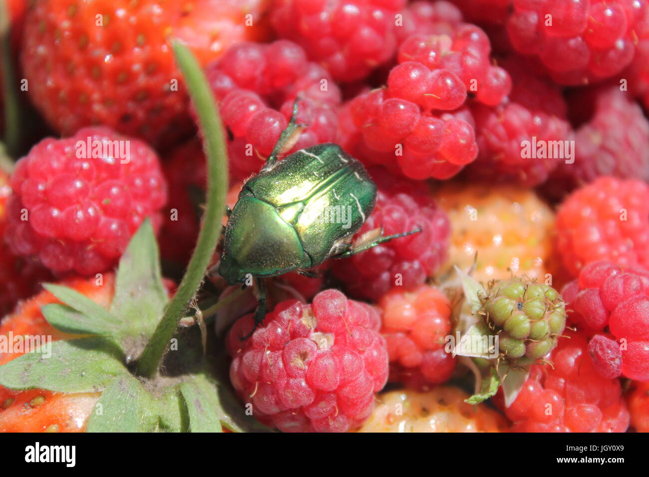 big green shine scarab beetle sit on ripe juicy garden raspberries ...