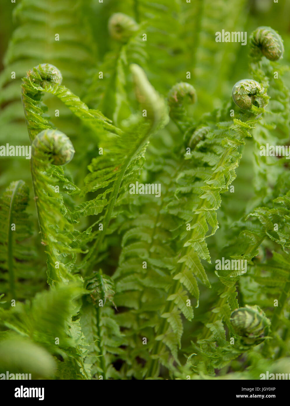 A fern unrolling a young frond hi-res stock photography and images - Alamy
