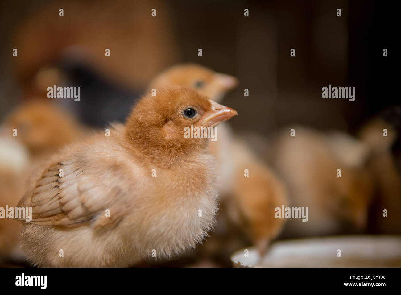 close up of colorfull newborn chickens with their mother in a chicken ...
