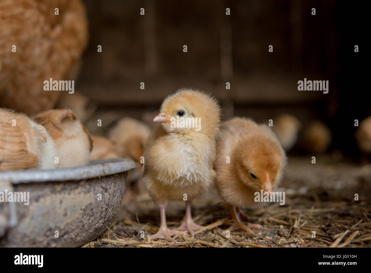 close up of colorfull newborn chickens with their mother in a chicken ...