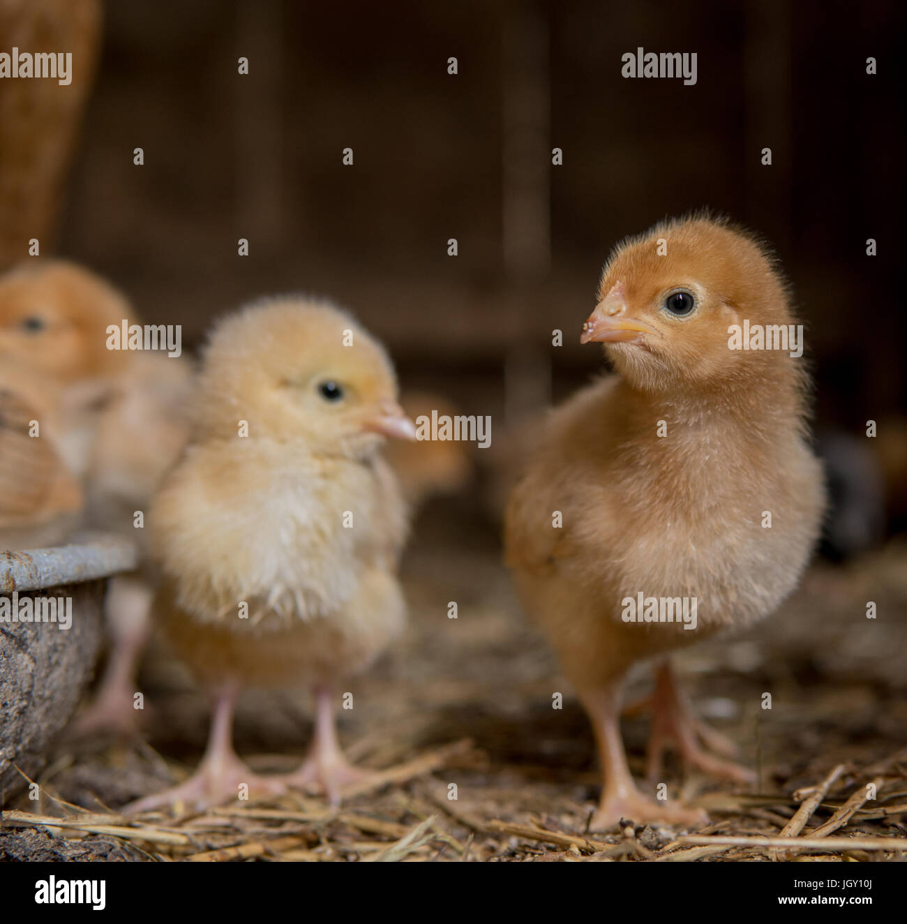 close up of colorfull newborn chickens with their mother in a chicken ...