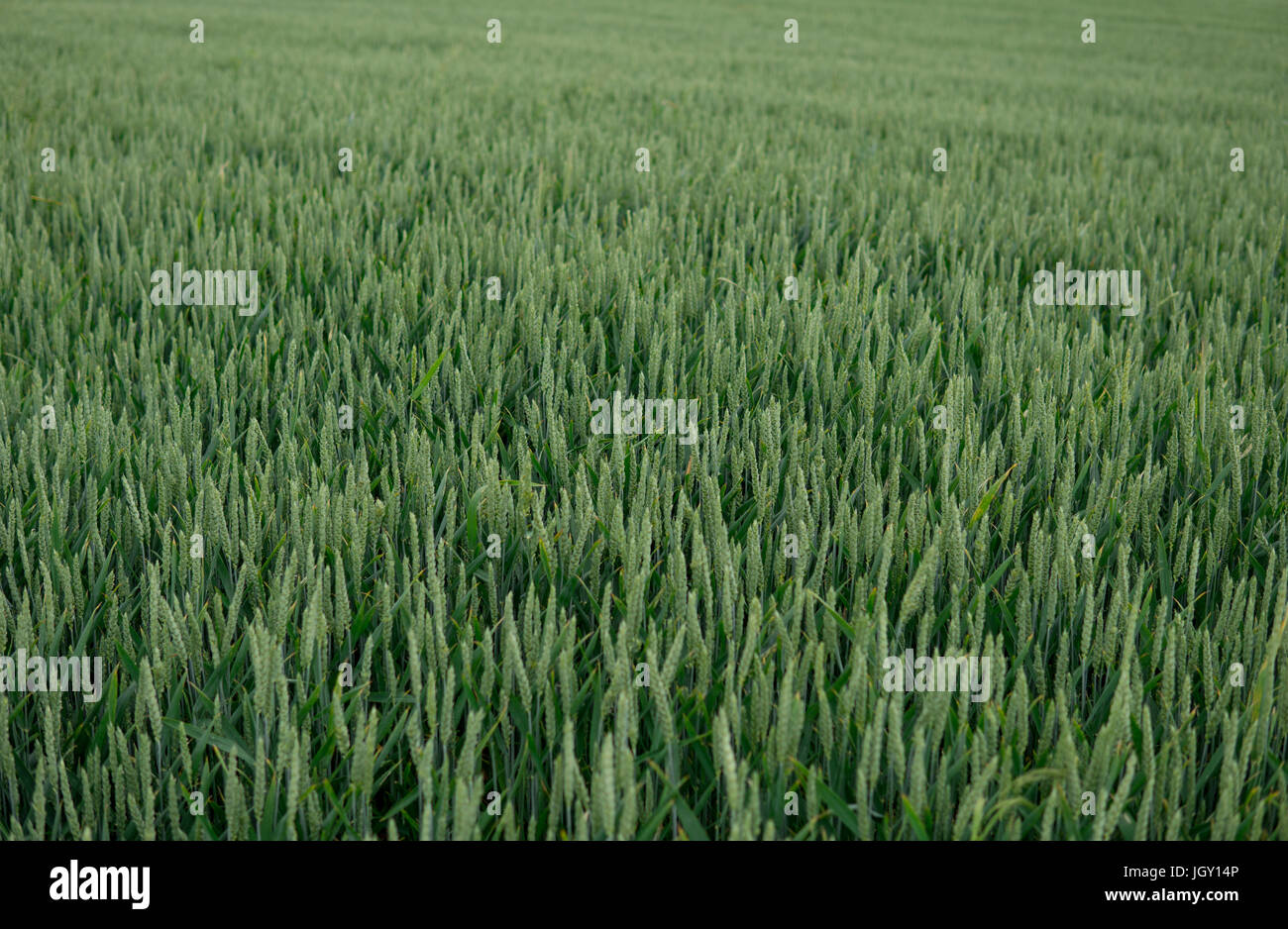 large field of green wheat at the end of spring Stock Photo - Alamy