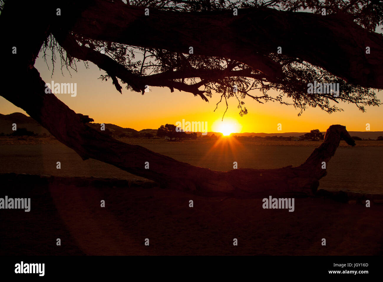 End of a Safari-day, Sunset behind Tree in Africa Stock Photo - Alamy
