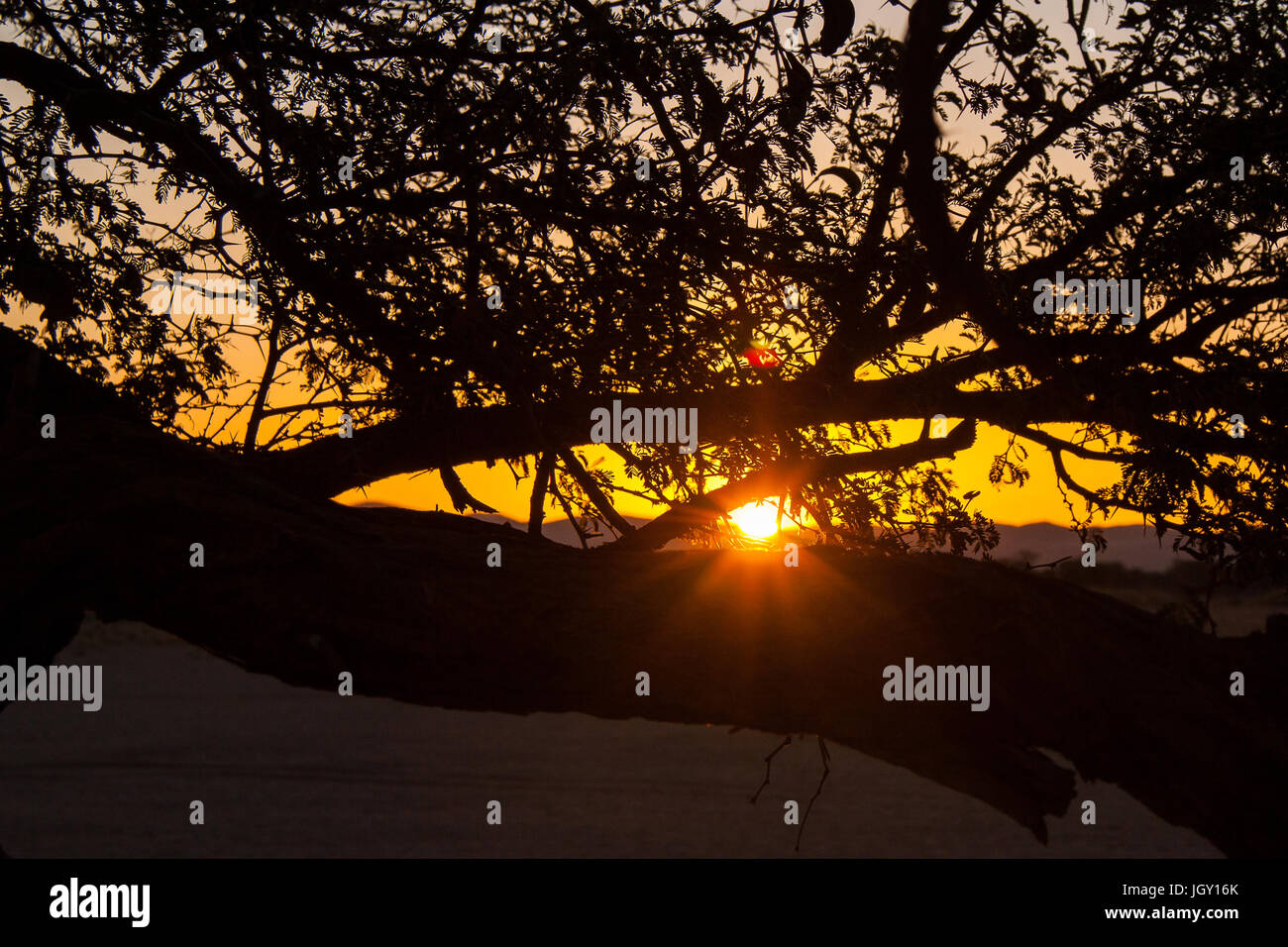 End of a Safari-day, Sunset behind Tree in Africa Stock Photo - Alamy
