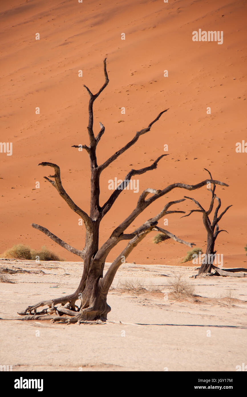 Dead Trees in Deadvlei, Namib Desert, Namibia Stock Photo - Alamy