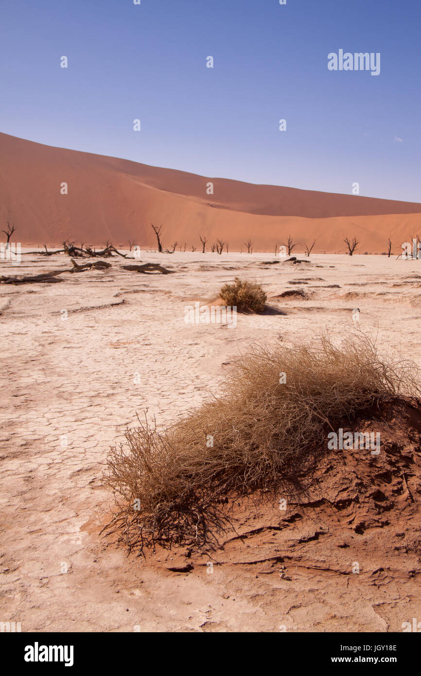 Dead Trees in Deadvlei, Namib Desert, Namibia Stock Photo - Alamy