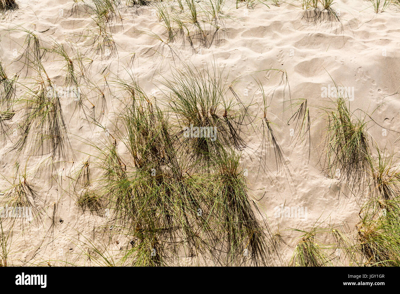 Sandy beach close up with weed grass growing Stock Photo - Alamy