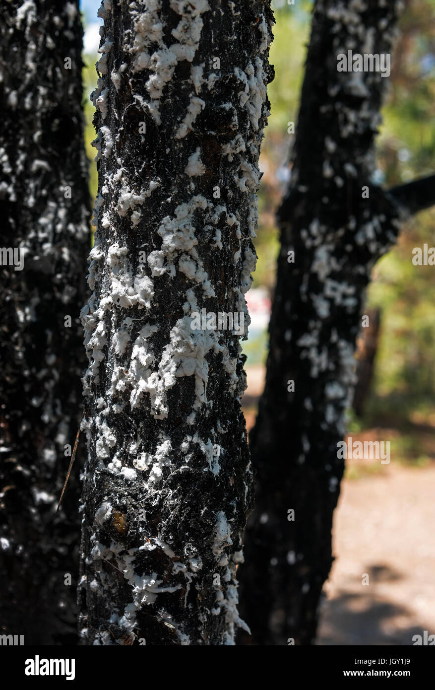 Scale Insects High Resolution Stock Photography and Images - Alamy