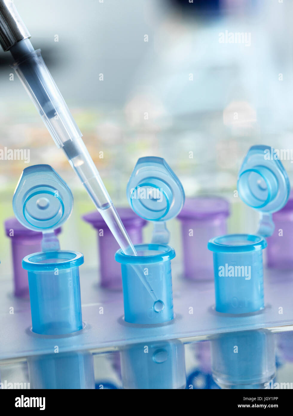 Pipetting sample into vial for testing in the laboratory Stock Photo ...