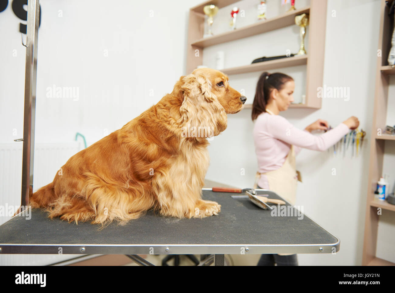 Working cocker spaniel sitting hi-res stock photography and images - Alamy