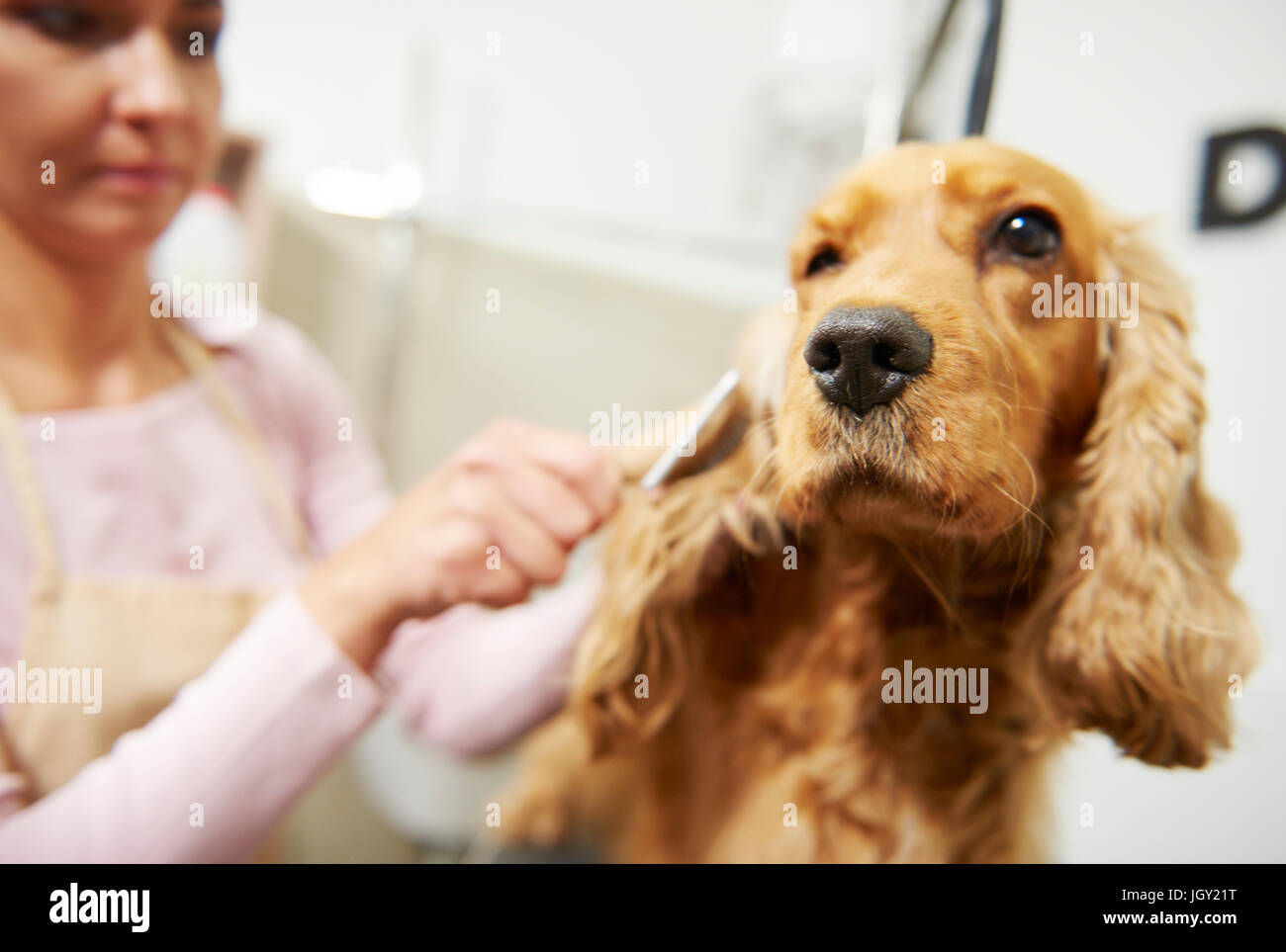 Female groomer brushing cocker spaniel at dog grooming salon Stock ...