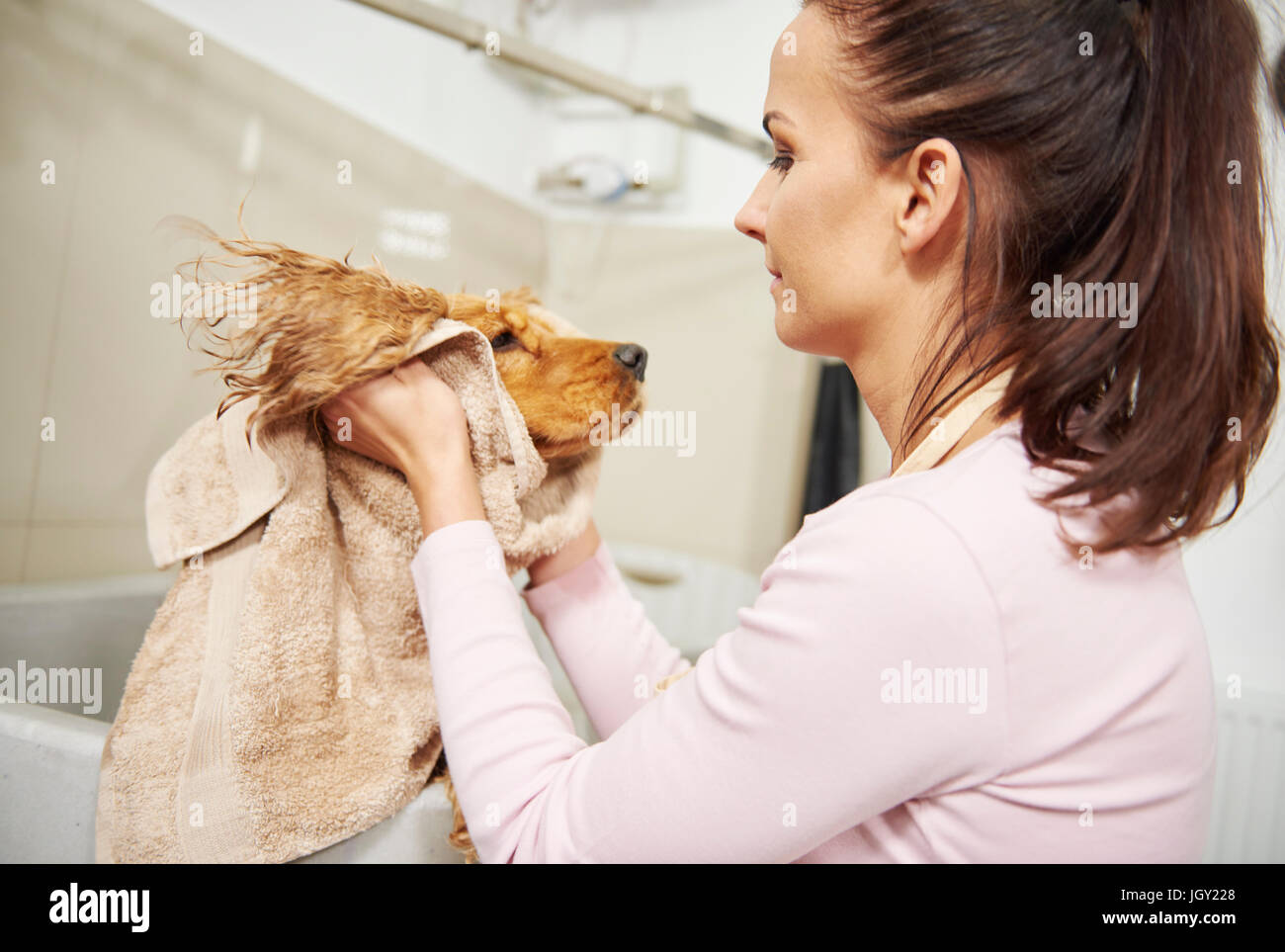 Cocker spaniel dog head hi-res stock photography and images - Alamy