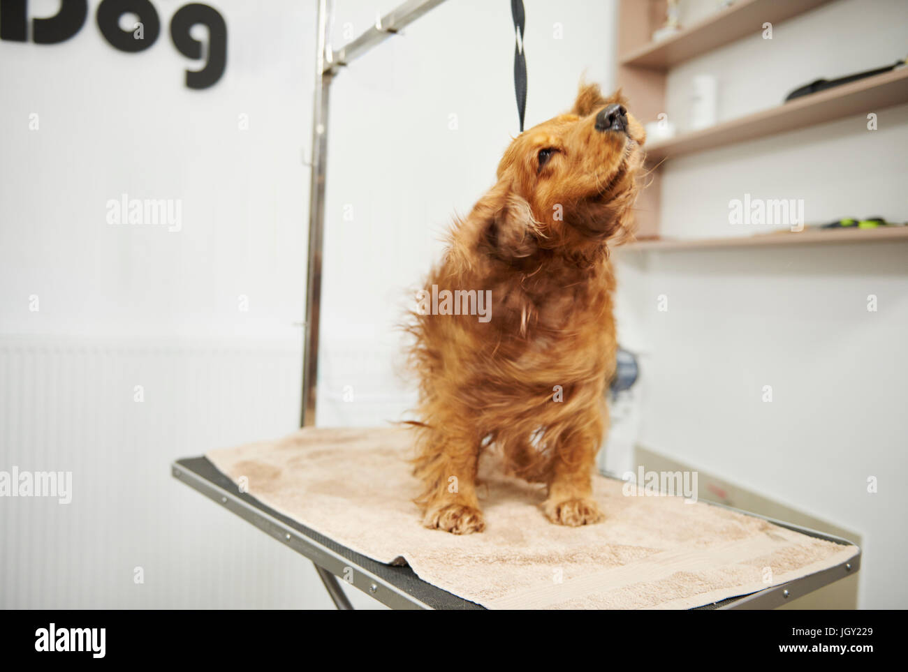 Dog wet shaking hi-res stock photography and images - Alamy